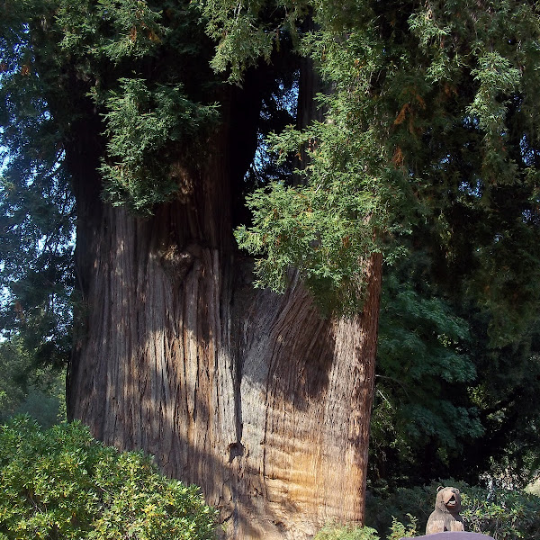 Plant Life of the California Redwoods | Project Noah