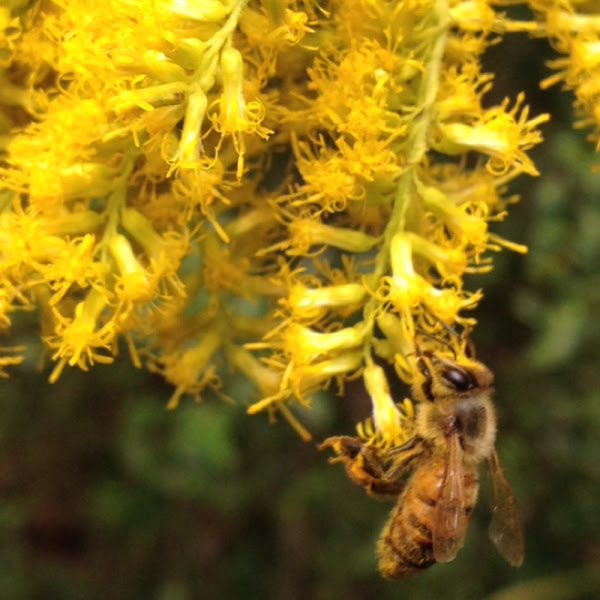 Honey bee | Project Noah