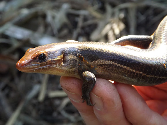 Broadhead Skink | Project Noah