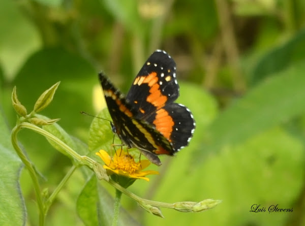Bordered Patch | Project Noah