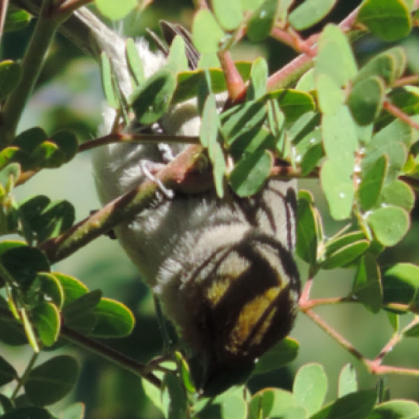 Verdin | Project Noah