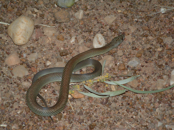 Eastern Brown Snake | Project Noah