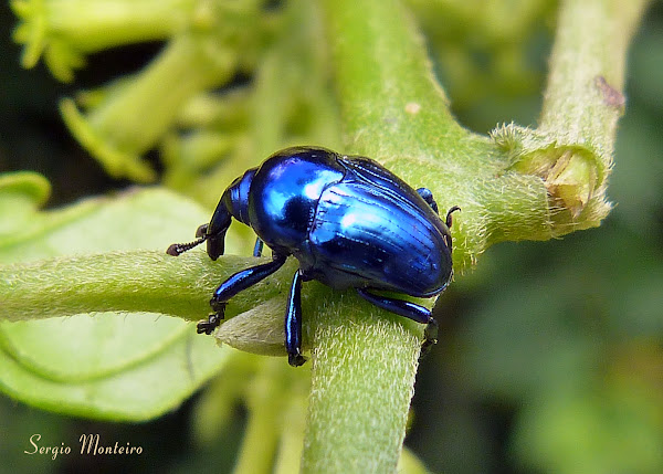 Metalic blue weevil | Project Noah