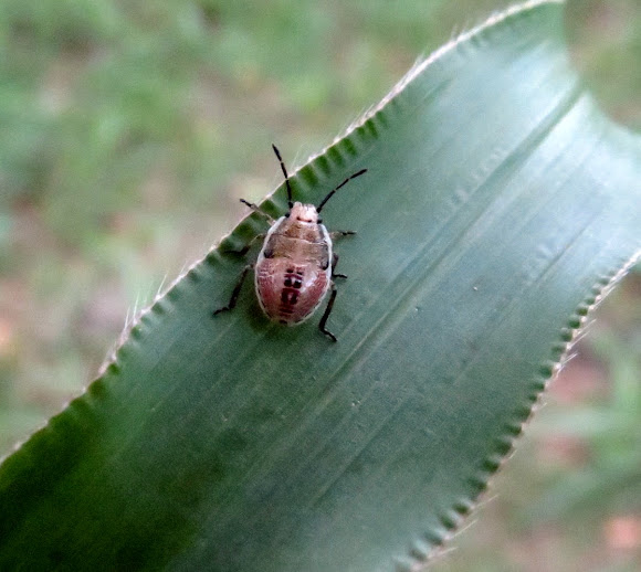 Rice stink bug nymph | Project Noah