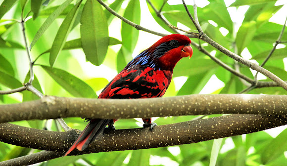 Blue-streaked Lory | Project Noah