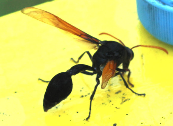 Tropical Potter Wasp | Project Noah