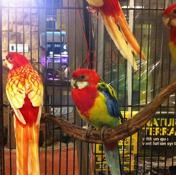 Eastern Rosella | Project Noah