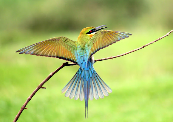 Blue-Tailed Bee Eater | Project Noah