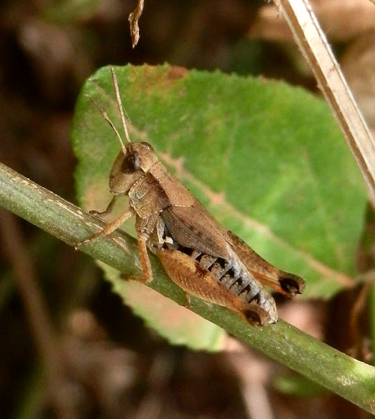 Unknown Grasshopper | Project Noah