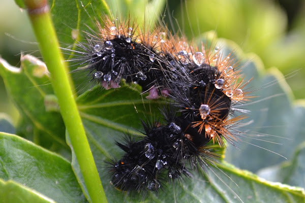 Wooly Worm | Project Noah