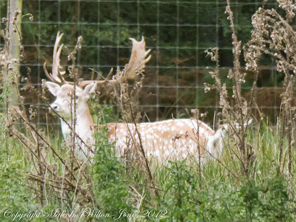 Fallow Deer | Project Noah