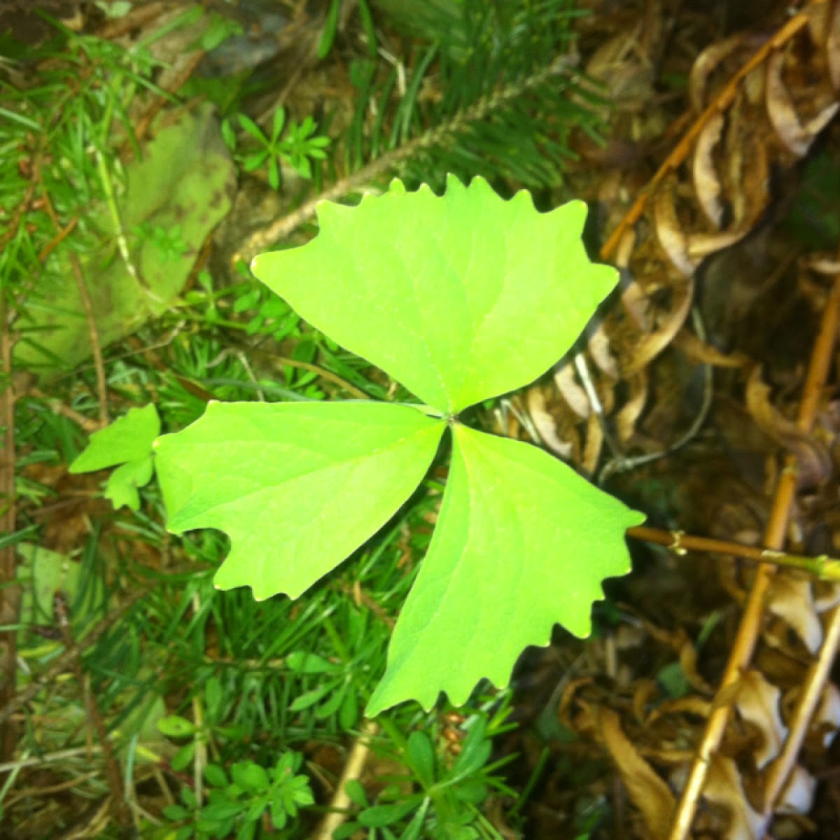 Vanilla leaf | Project Noah