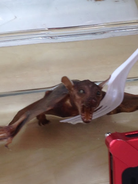 Fruit Bat | Project Noah