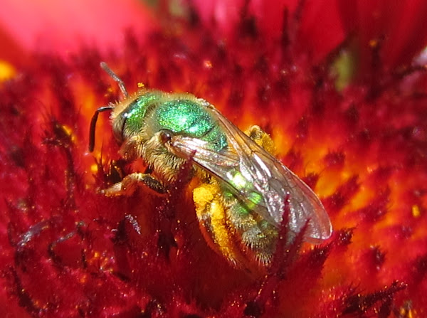 Metallic Green Bees | Project Noah