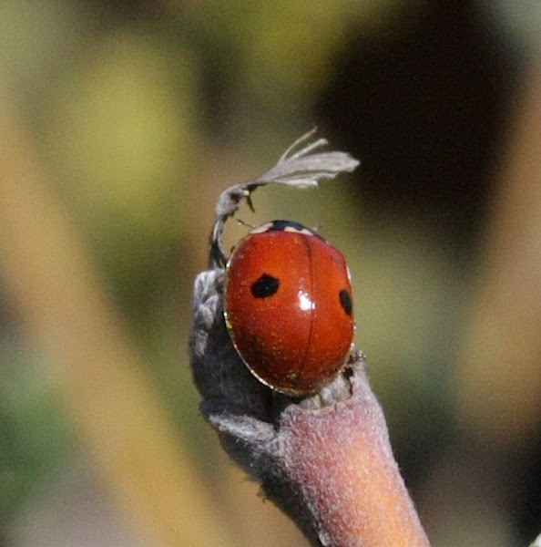 Two-spotted ladybug | Project Noah