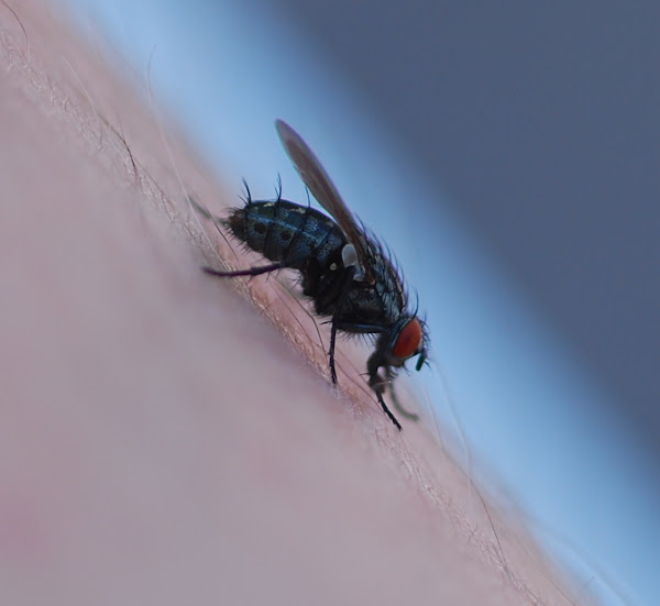 muscid fly | Project Noah