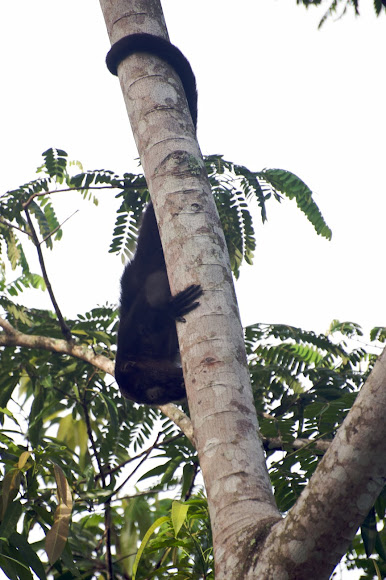 Yucatan Black Howler Monkey | Project Noah