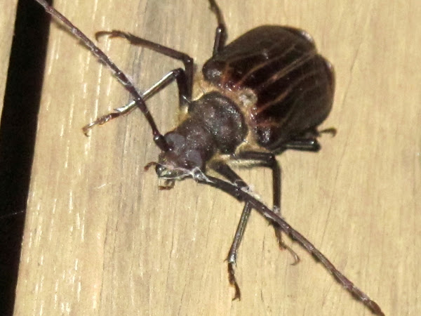 Huhu Beetle (tunga rere) | Project Noah