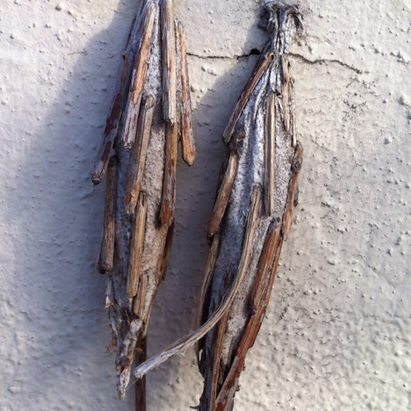 Large Bagworm Moth Larvae Cases | Project Noah