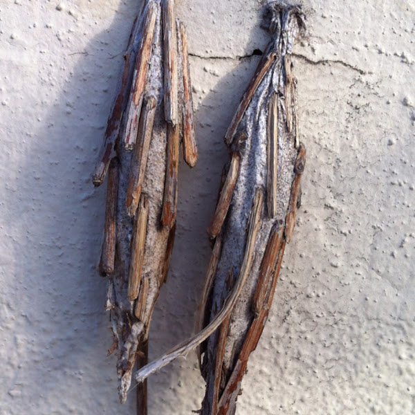Large Bagworm Moth Larvae Cases | Project Noah