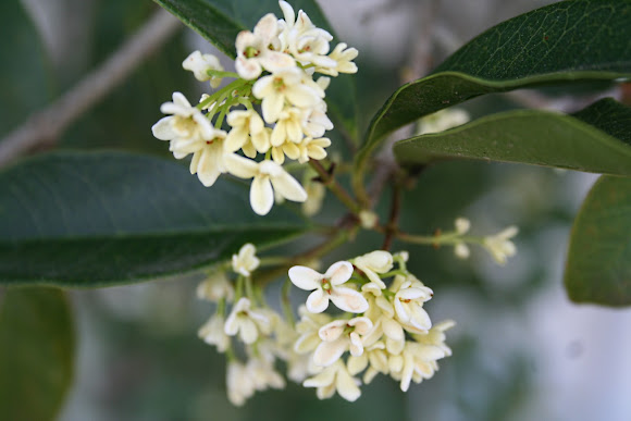 Sweet Olive Tree | Project Noah