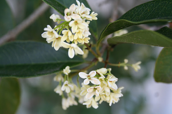 Sweet Olive Tree | Project Noah