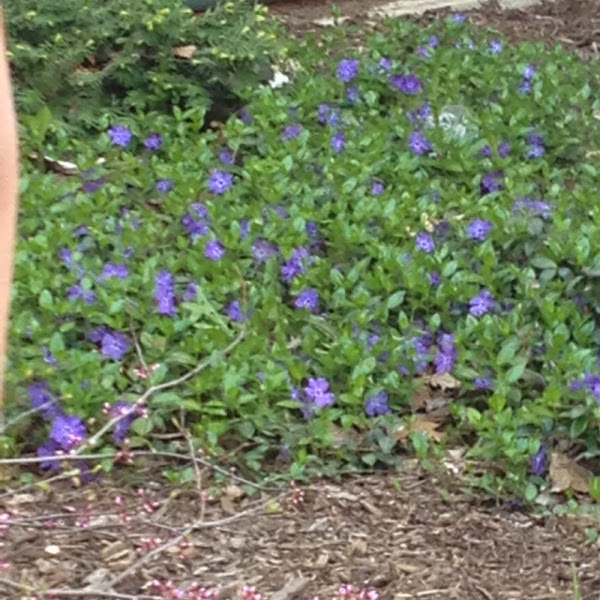 Myrtle | Project Noah