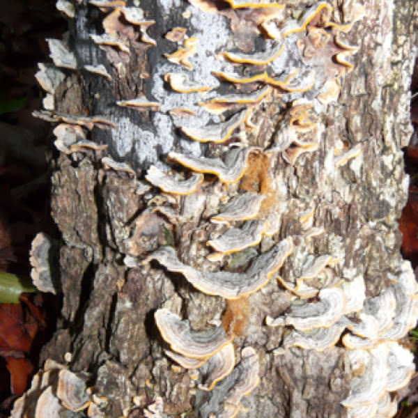 Polypore? | Project Noah